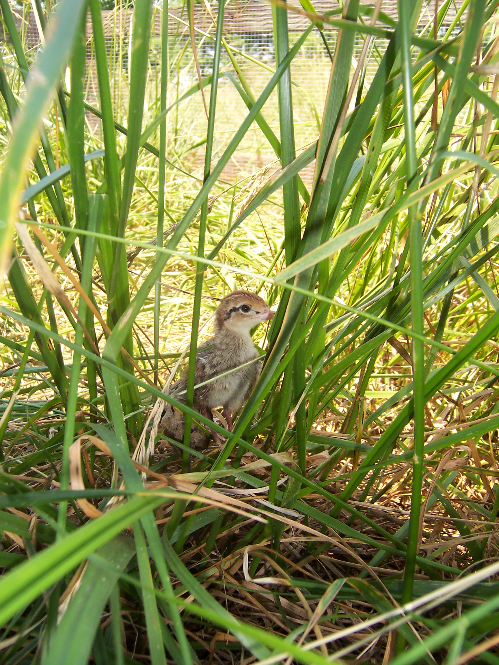 Habitat – National Bobwhite & Grassland Initiative