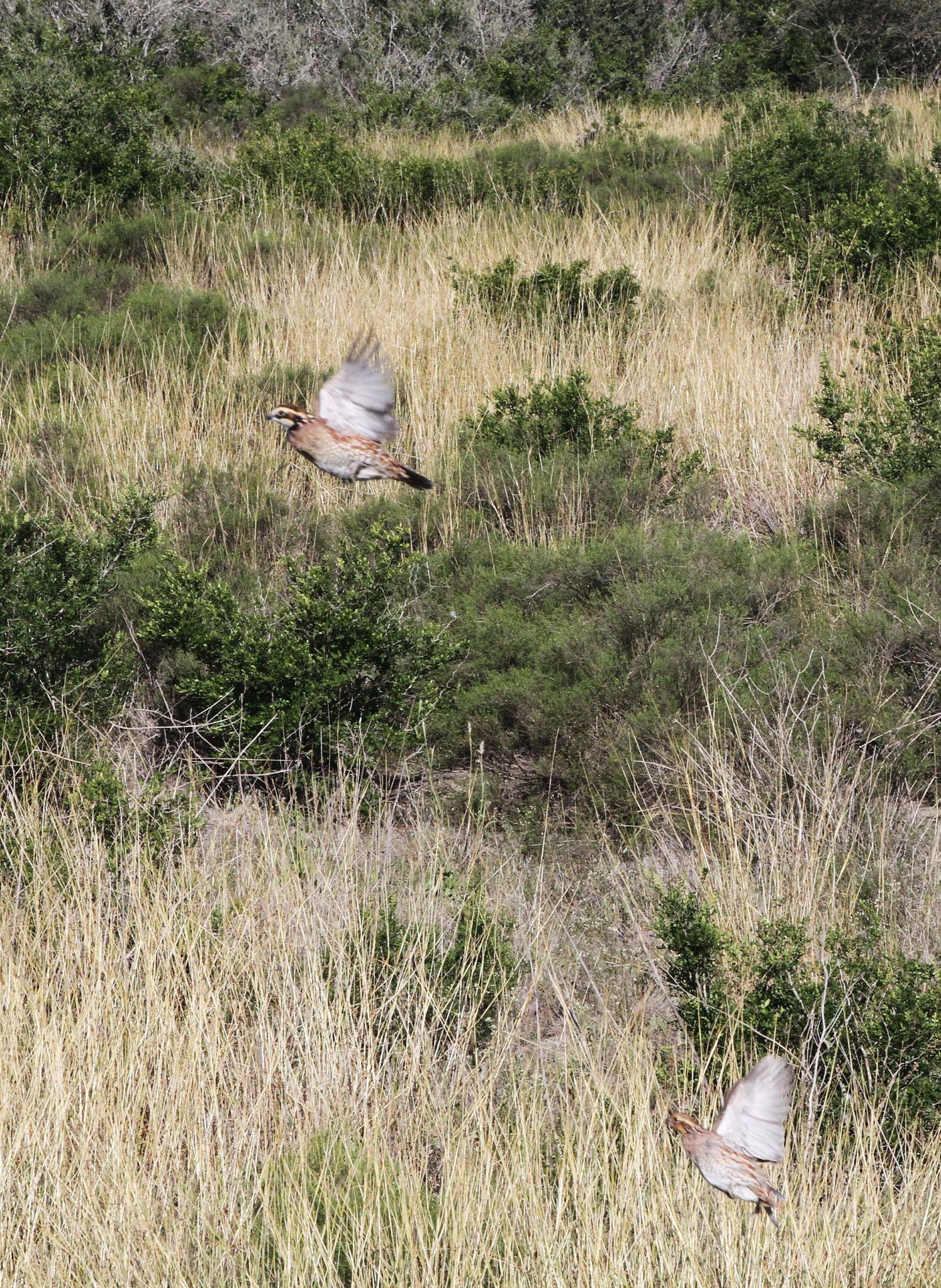 Habitat – National Bobwhite & Grassland Initiative