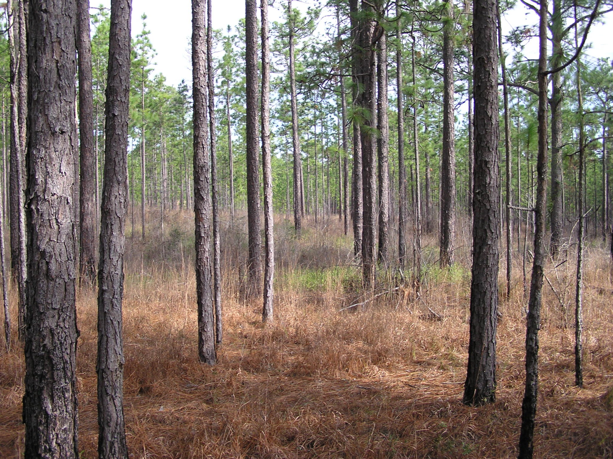 Forests/Woodlands – National Bobwhite & Grassland Initiative