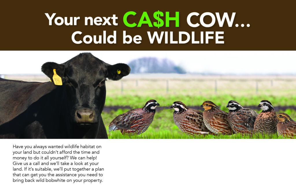 Bobwhite: Ranches/Grazing Lands Ads – National Bobwhite & Grassland ...